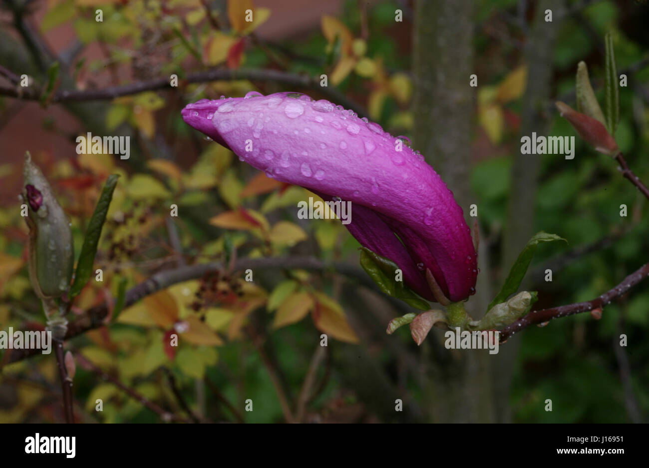 raindrops on spring garden Stock Photo - Alamy