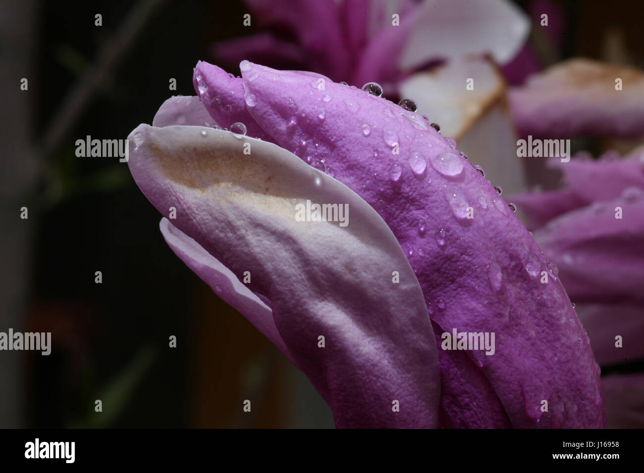 raindrops on spring garden Stock Photo - Alamy