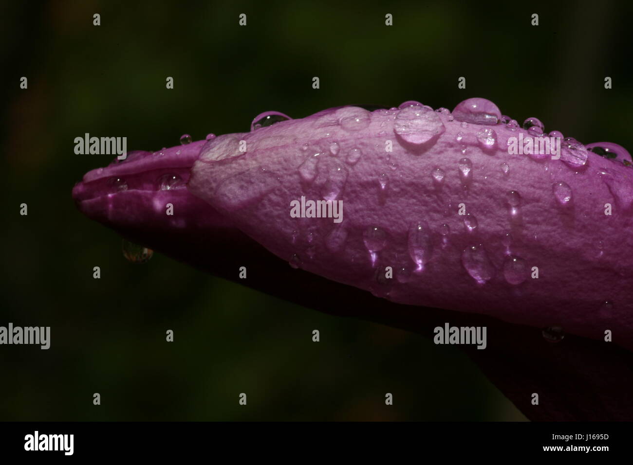 raindrops on spring garden Stock Photo - Alamy