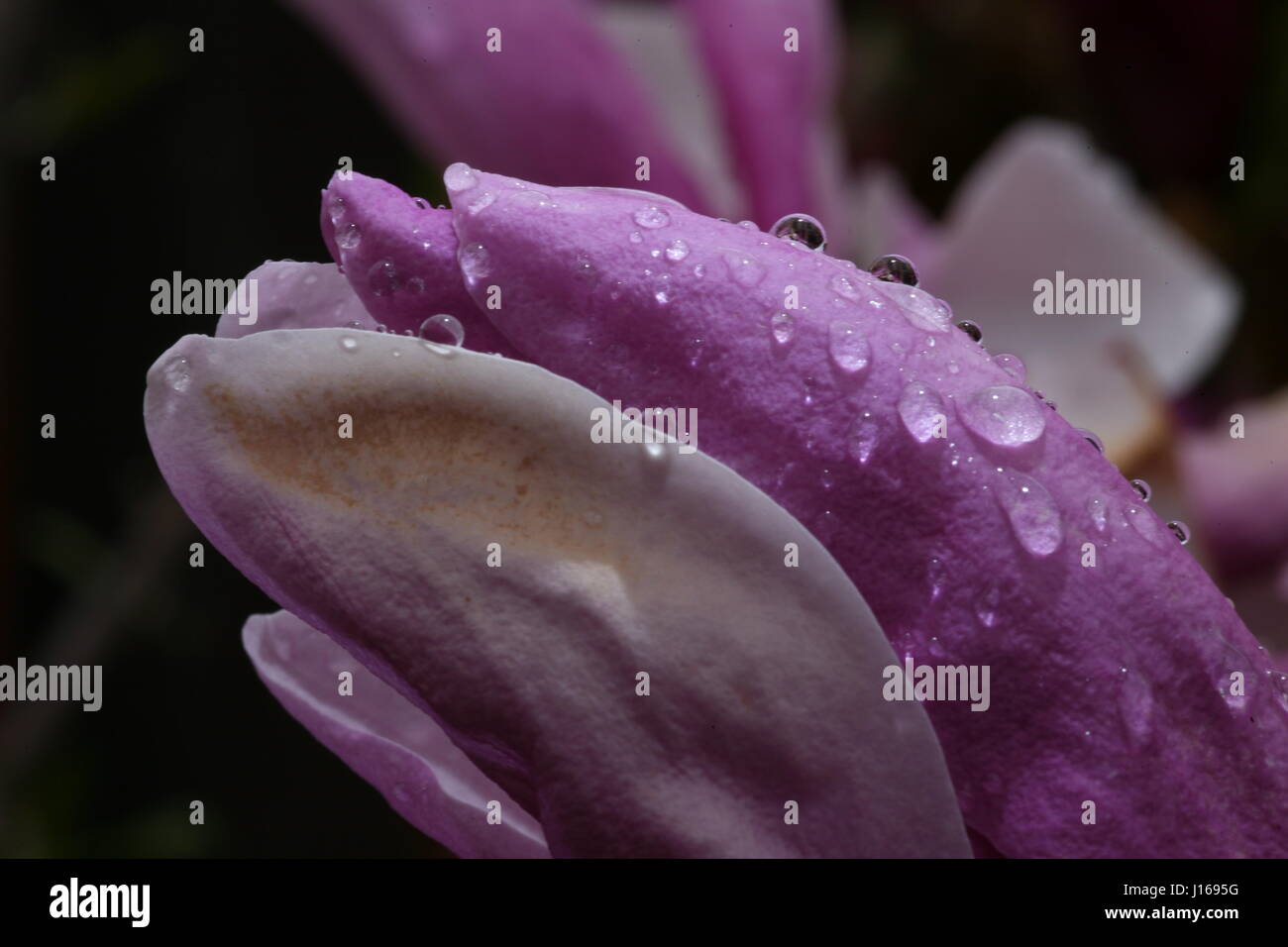 raindrops on spring garden Stock Photo - Alamy