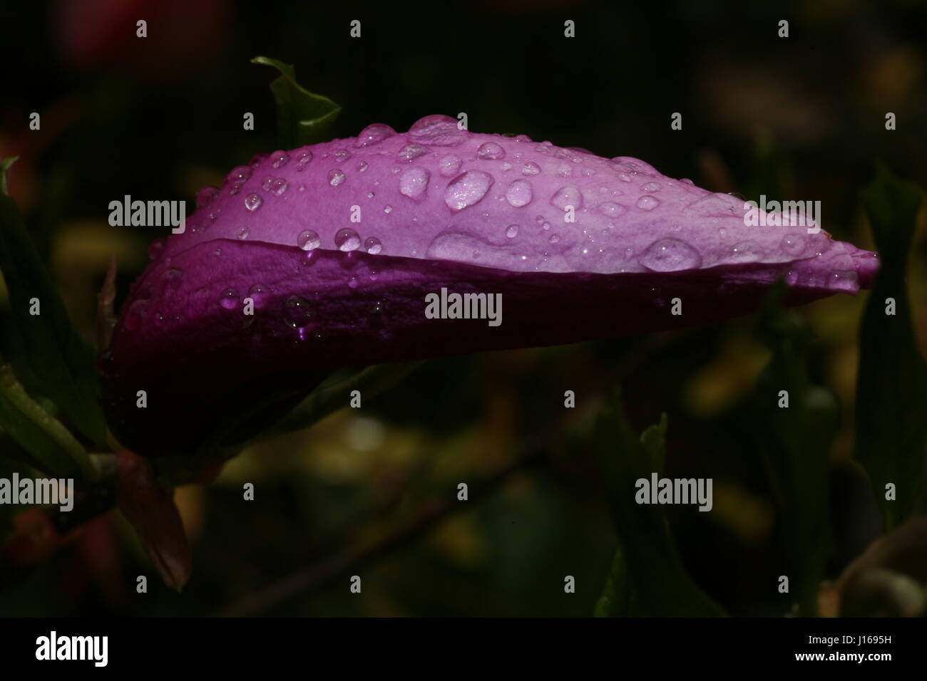 raindrops on spring garden Stock Photo - Alamy