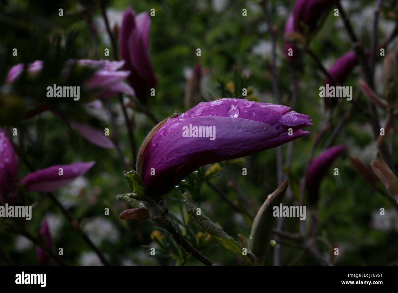 raindrops on spring garden Stock Photo - Alamy