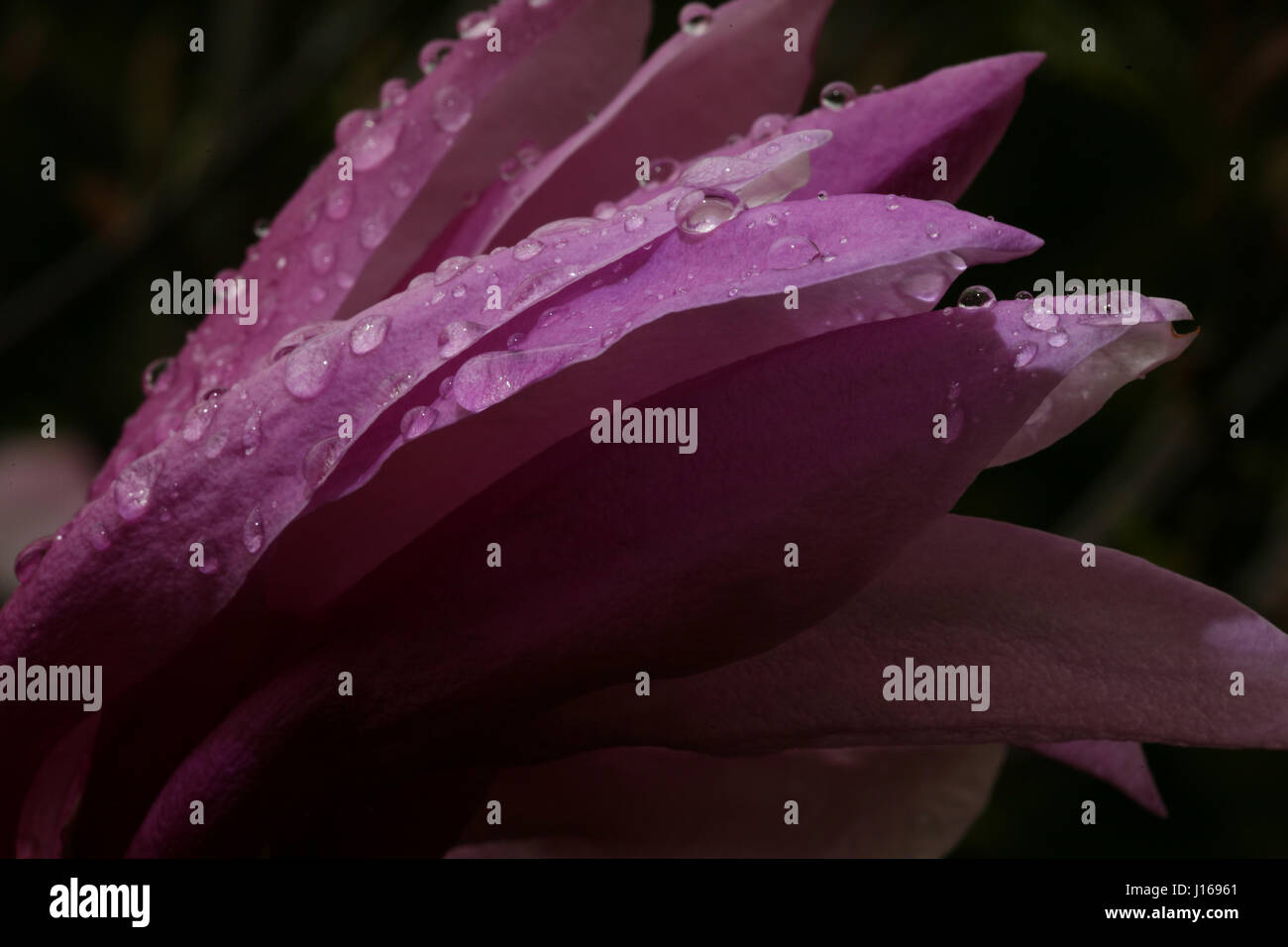 raindrops on spring garden Stock Photo - Alamy