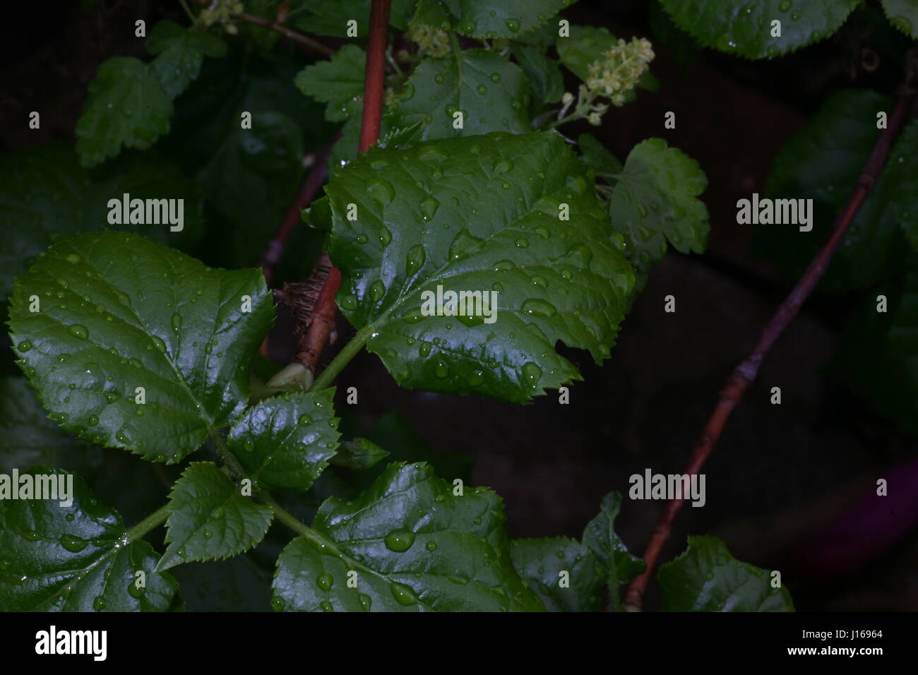 raindrops on spring garden Stock Photo - Alamy