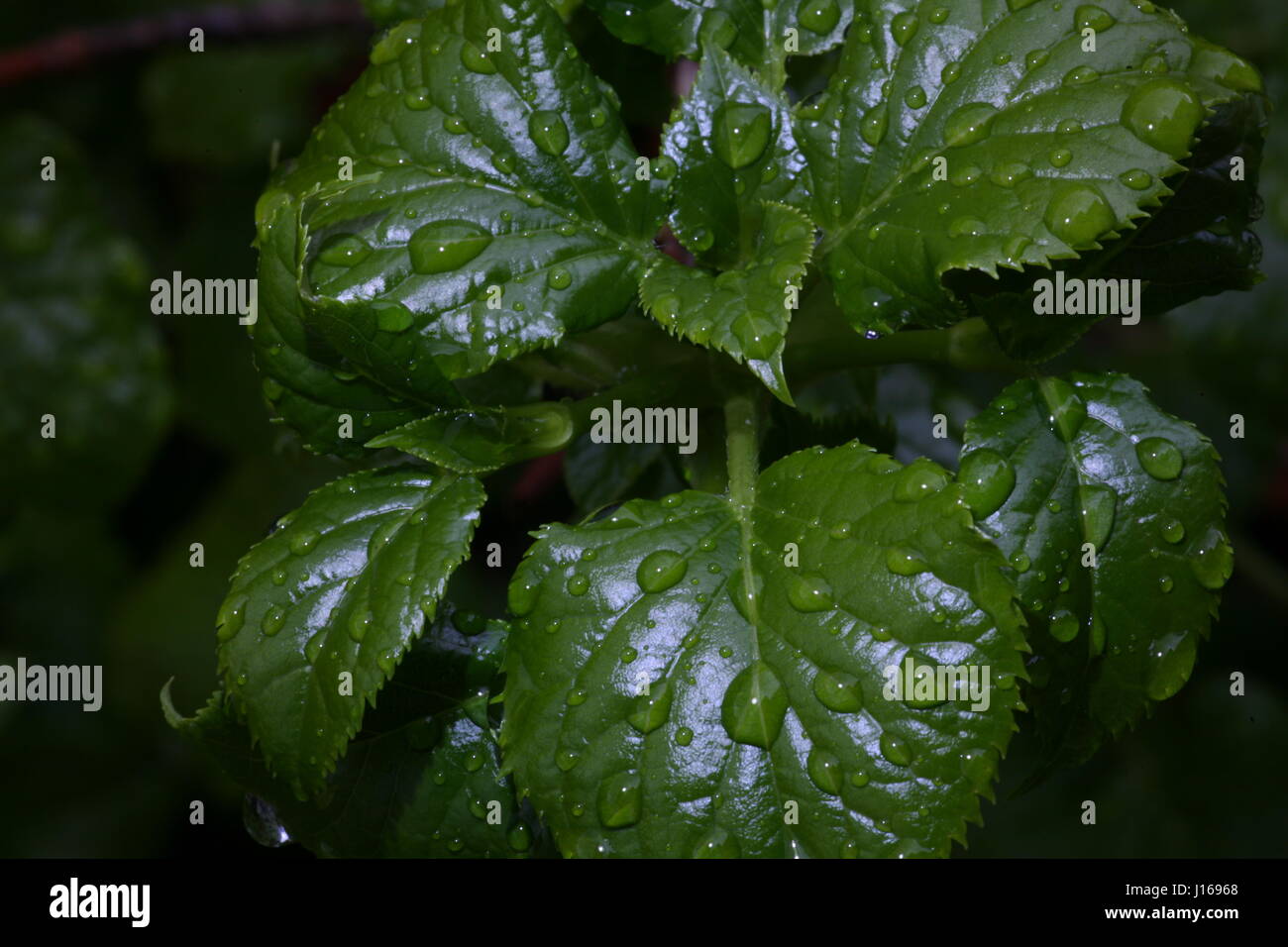raindrops on spring garden Stock Photo - Alamy