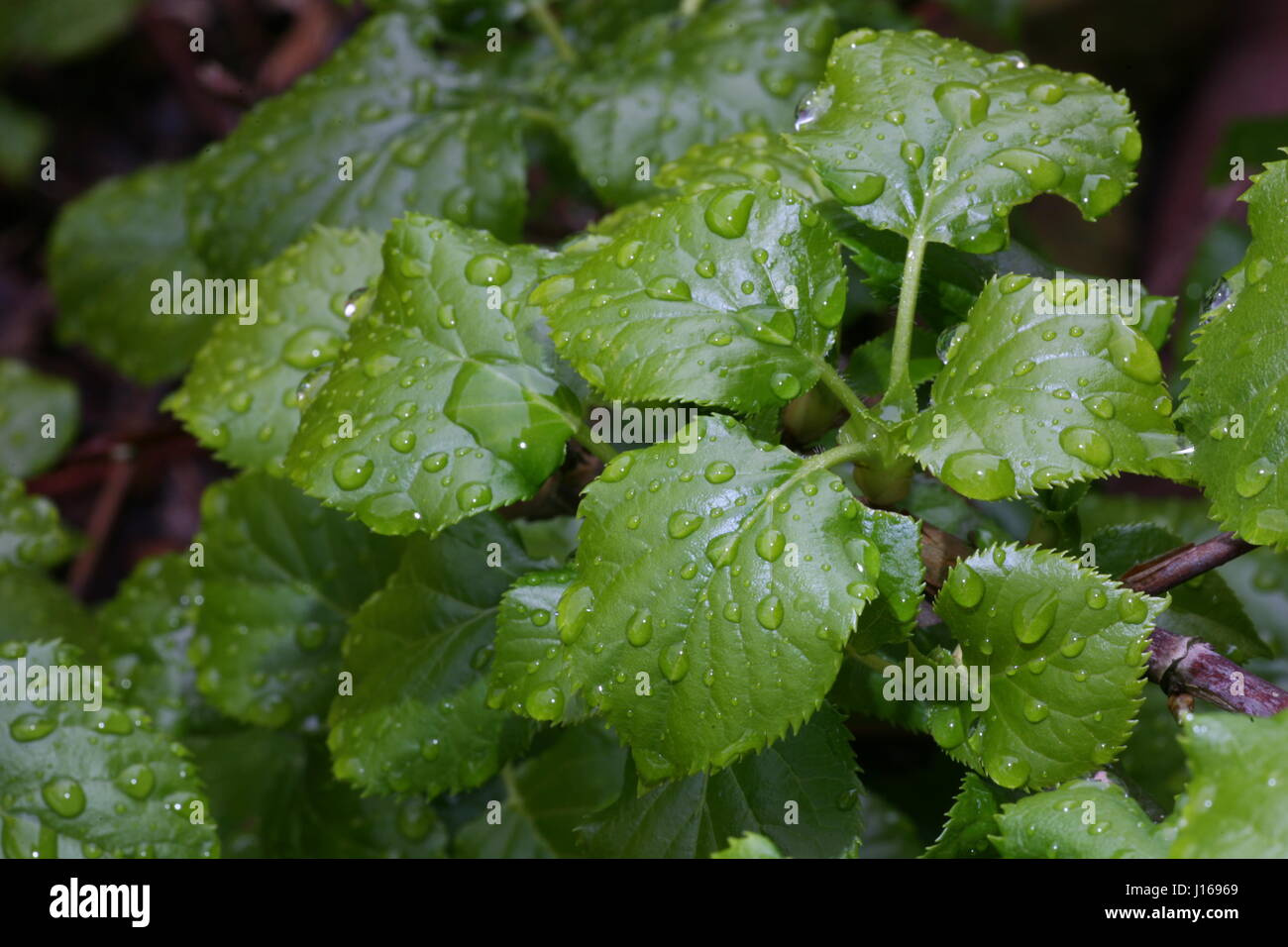 raindrops on spring garden Stock Photo - Alamy