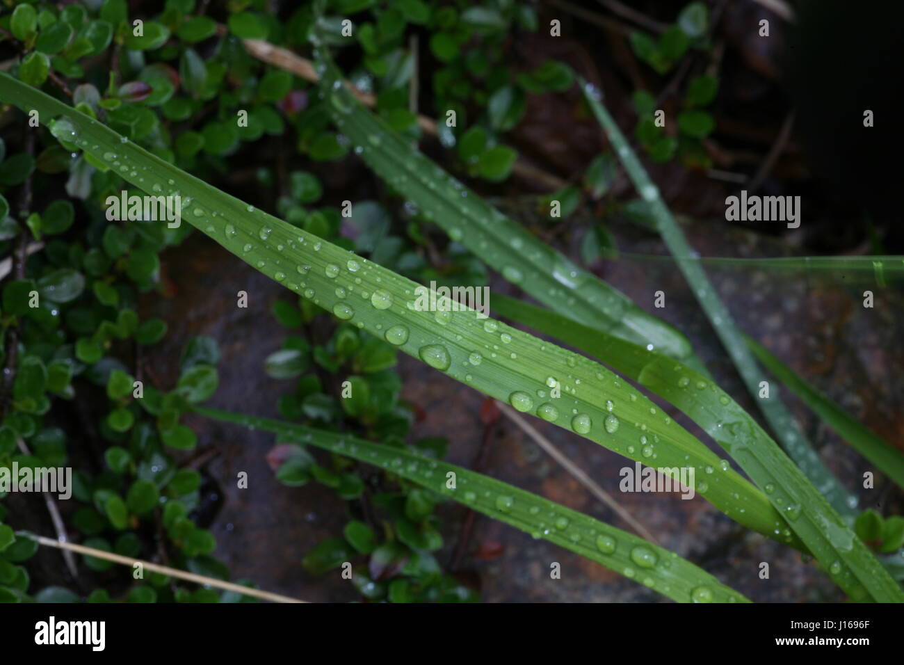 raindrops on spring garden Stock Photo - Alamy