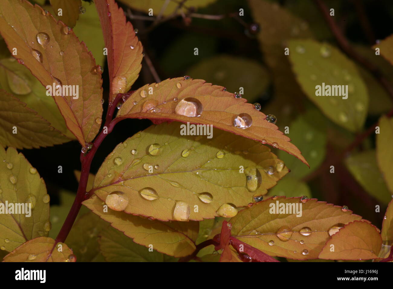 raindrops on spring garden Stock Photo - Alamy