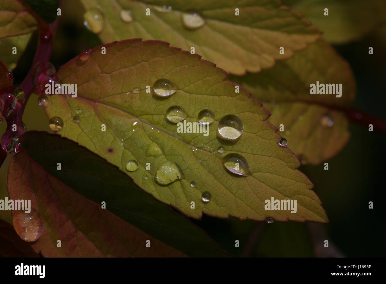 raindrops on spring garden Stock Photo - Alamy