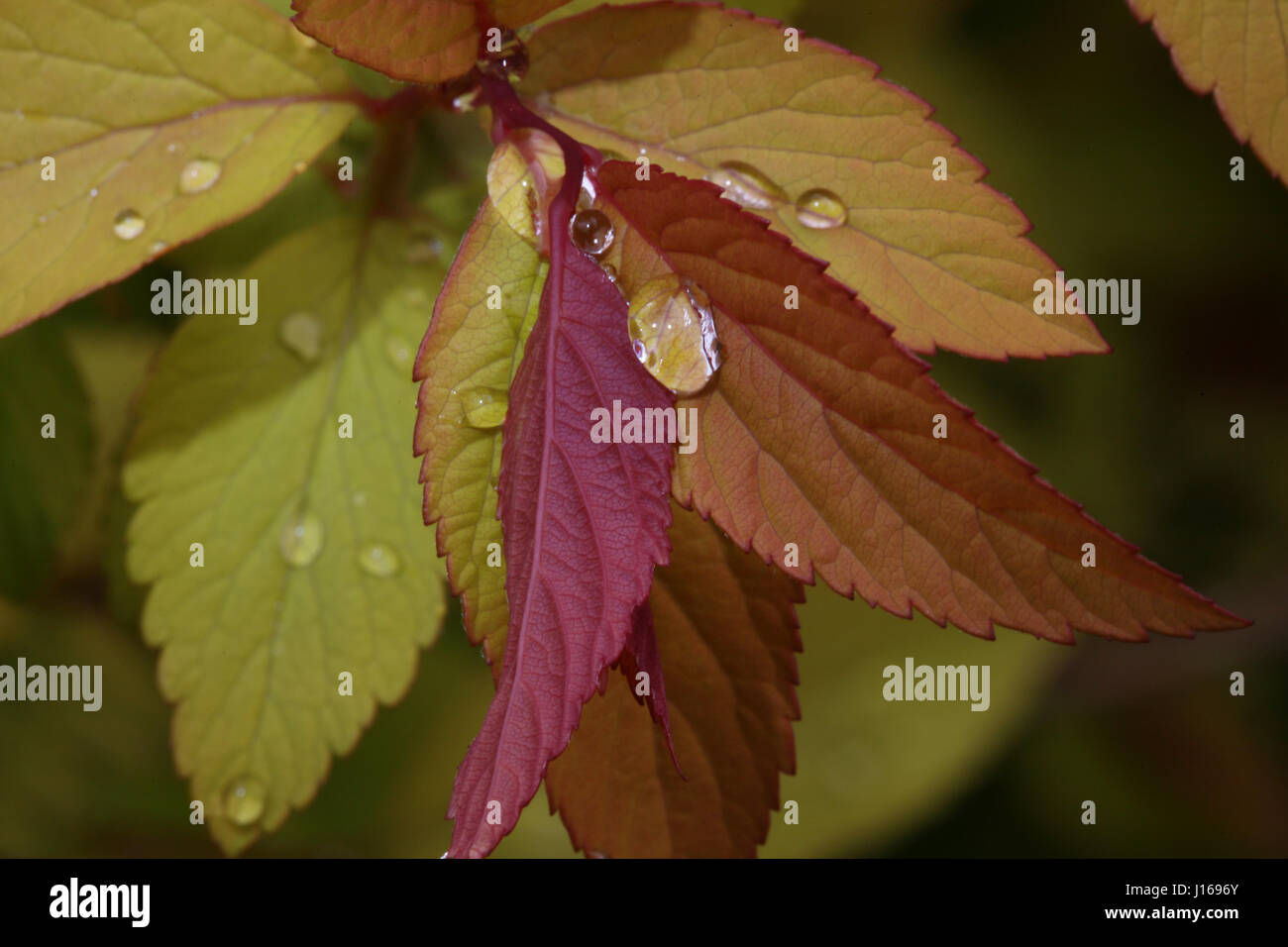 raindrops on spring garden Stock Photo - Alamy