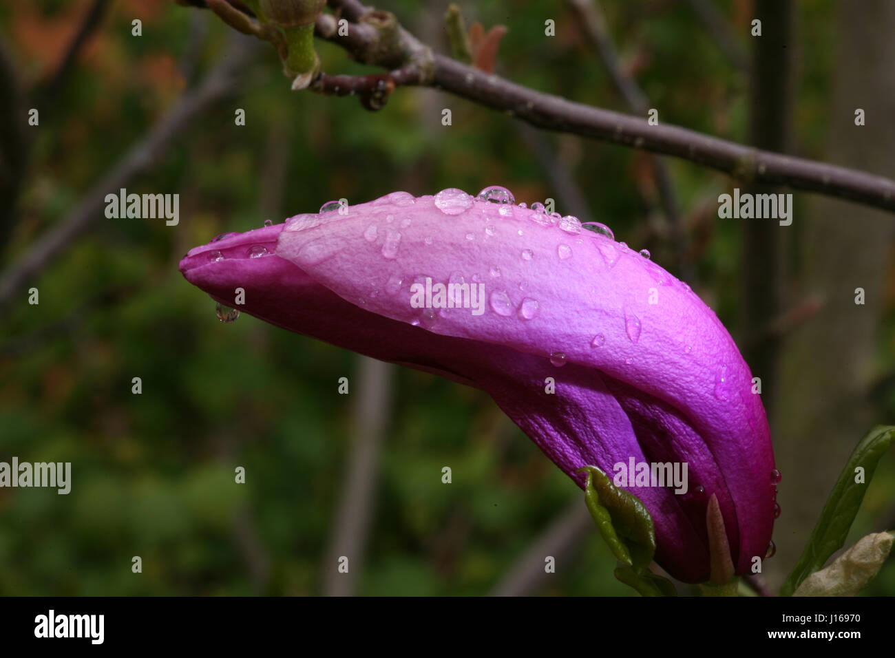 raindrops on spring garden Stock Photo - Alamy