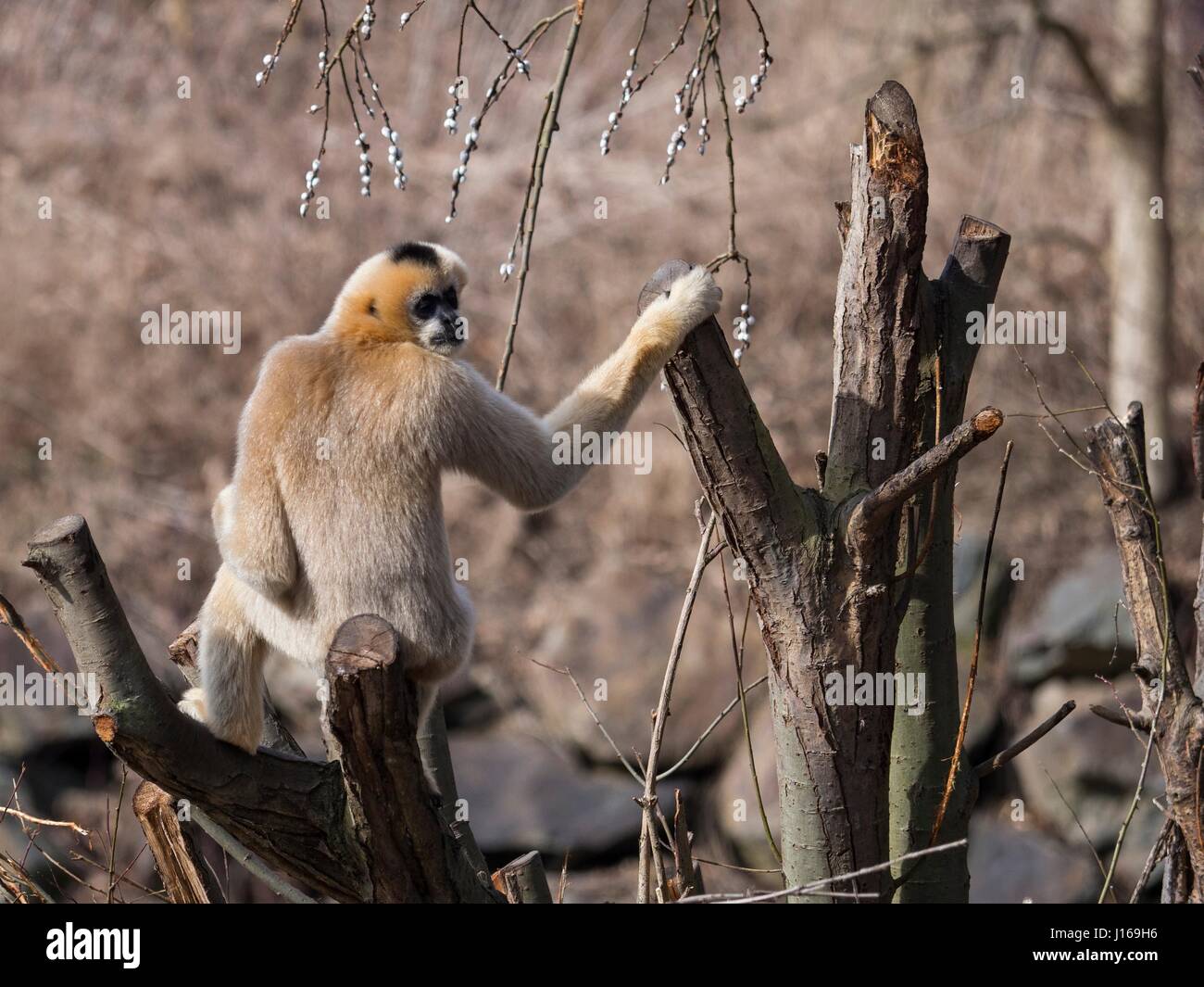 Monkey, Gibbon, branch Stock Photo - Alamy