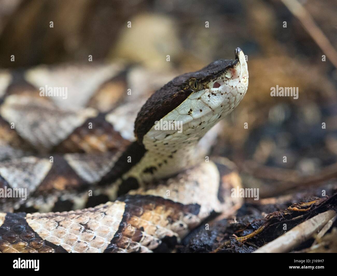 Moccasin snake hi-res stock photography and images - Alamy