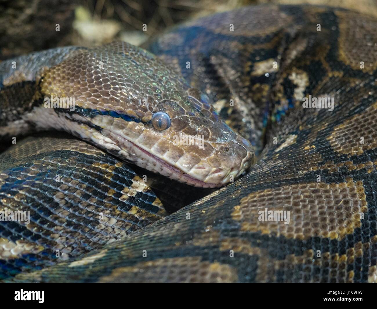 Snake, python, reticulated, head, eye Stock Photo - Alamy