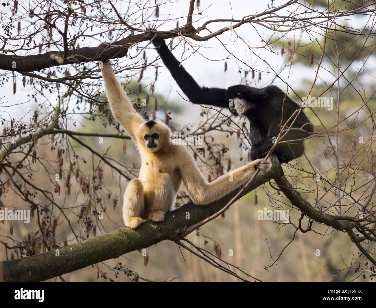 Monkey, Gibbon, male, female, branch Stock Photo - Alamy