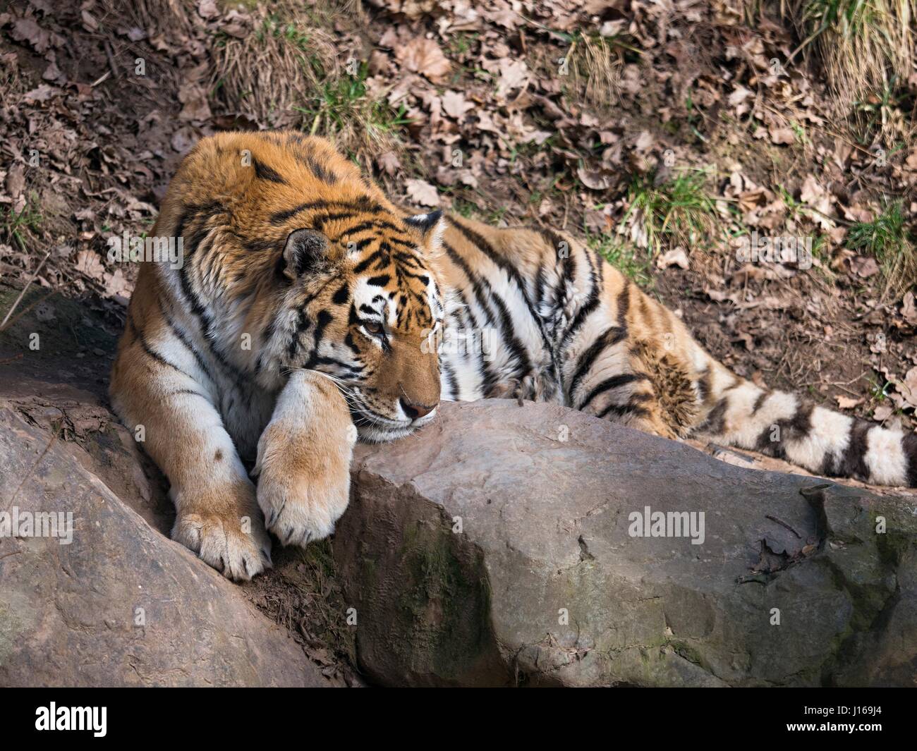 Tiger stone hi-res stock photography and images - Alamy