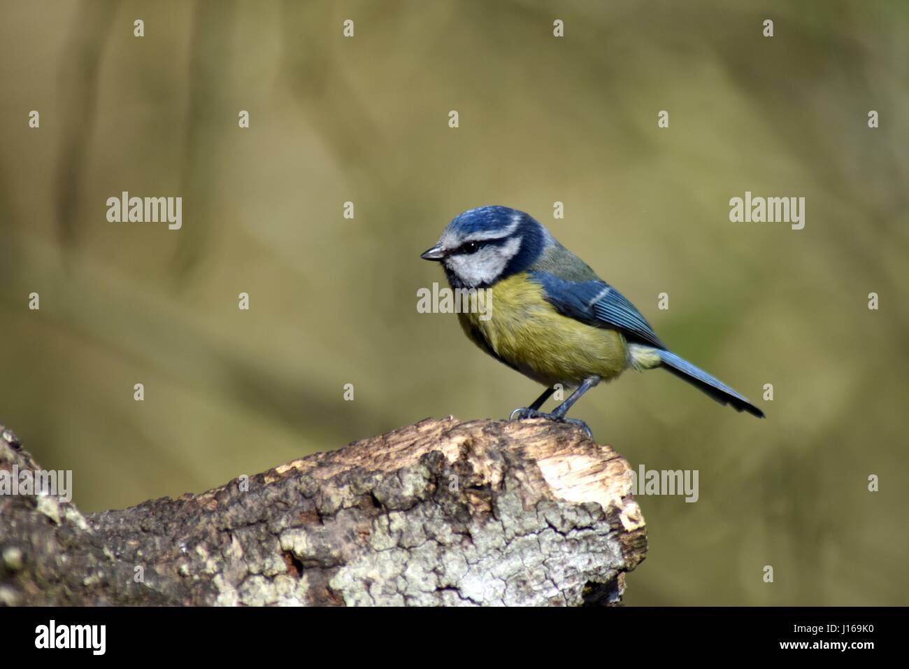 Close-up of bluetit (Cyanistes caeruleus). Side view Stock Photo - Alamy