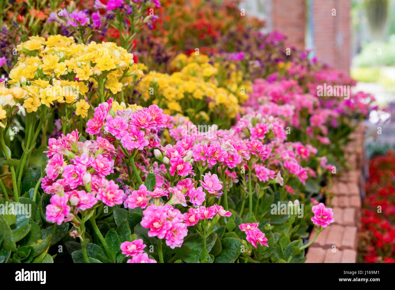 Calandiva hi-res stock photography and images - Alamy
