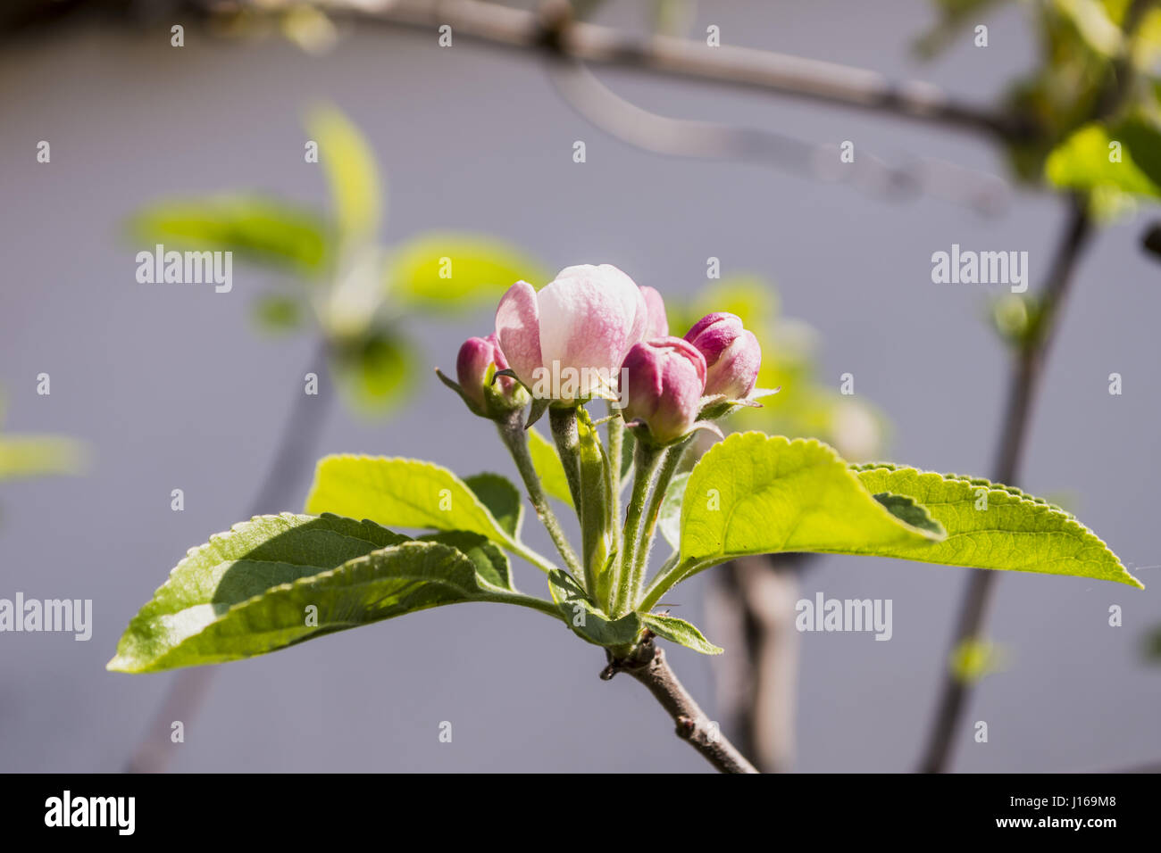 branches in bloom with buds and buds, pear and apple, for spring ...