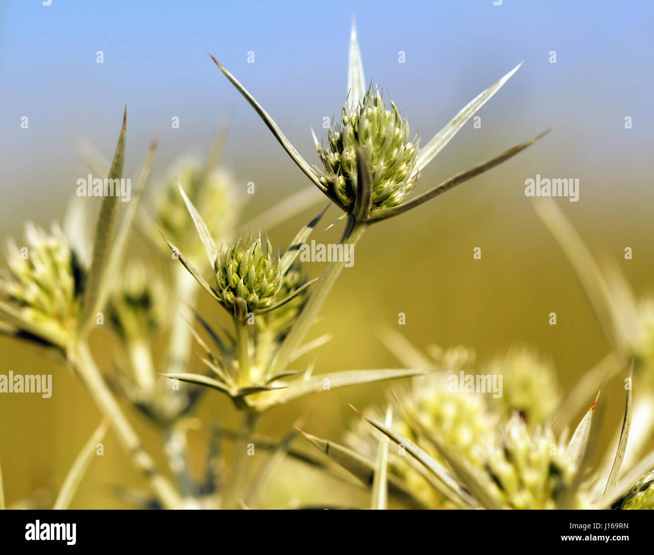 green wild flowers spring season Stock Photo - Alamy