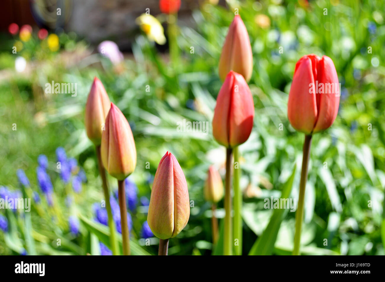 Tulip buds hi-res stock photography and images - Alamy