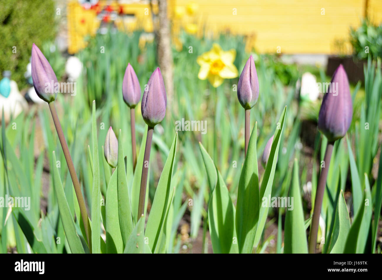 Tulip buds hi-res stock photography and images - Alamy