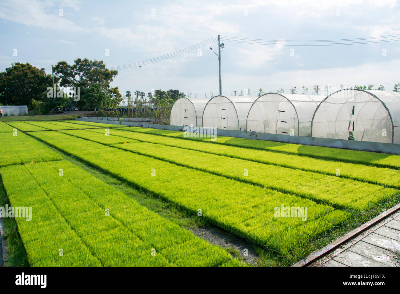 Rice seedlings ready to growing in the rice field Stock Photo - Alamy