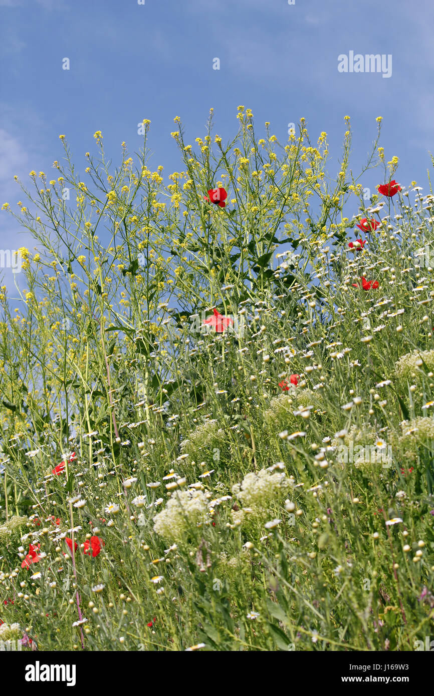 wild flowers field spring season Stock Photo - Alamy