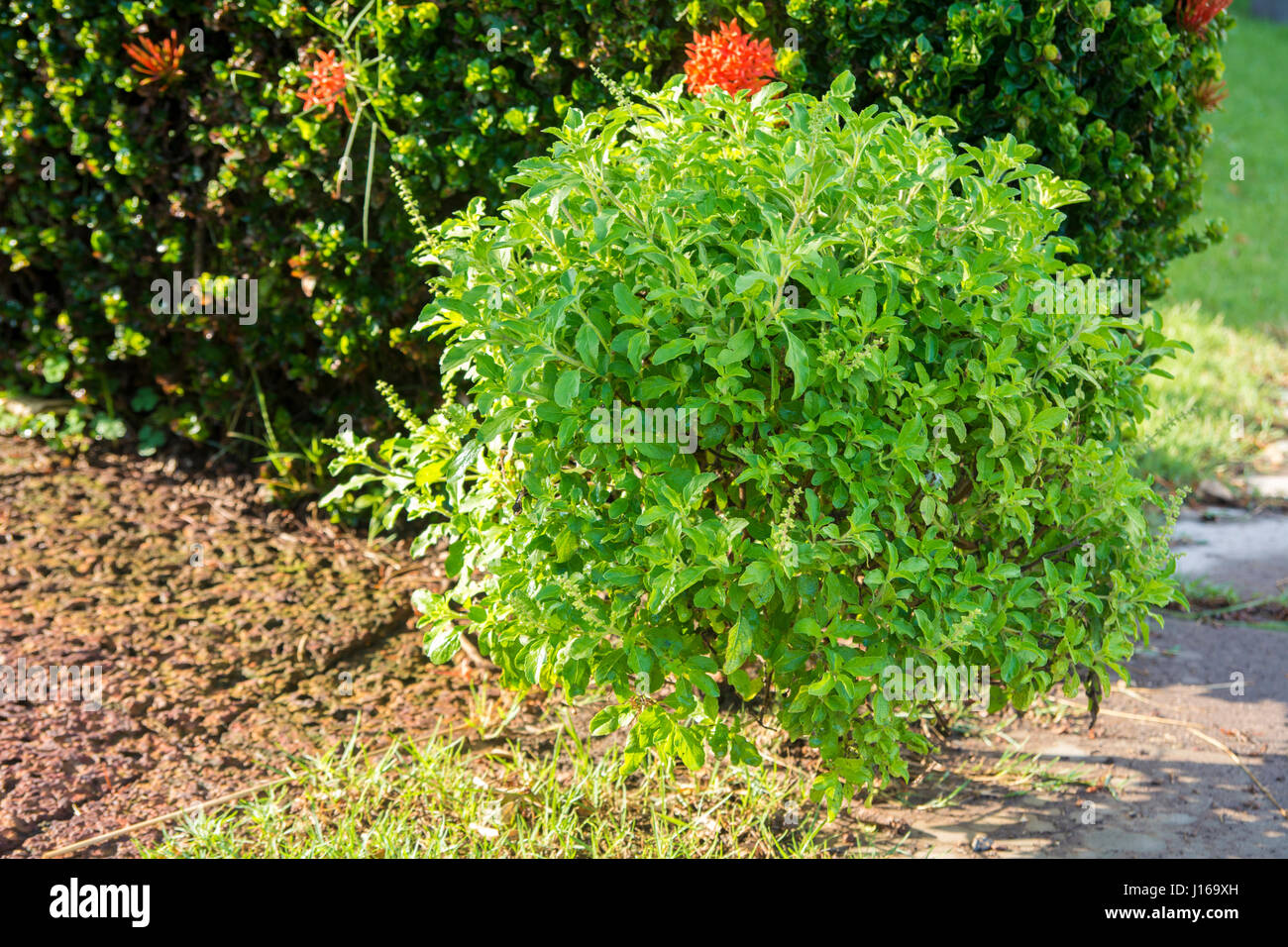 Hot basil or holy basil plant in the garden Stock Photo - Alamy