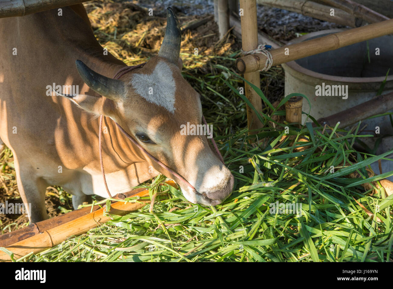 White Thai Cow High Resolution Stock Photography and Images - Alamy