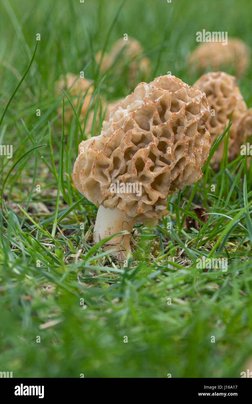 Speisemorchel, Speise-Morchel, Rundmorchel, Rund-Morchel, Morchel ...