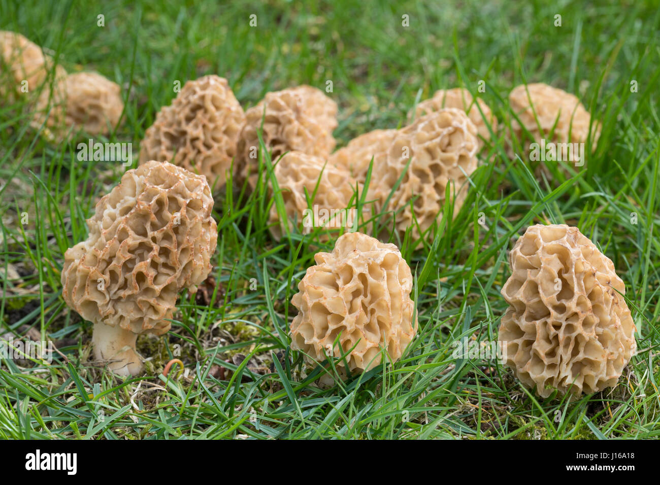 Speise morchel hi-res stock photography and images - Alamy