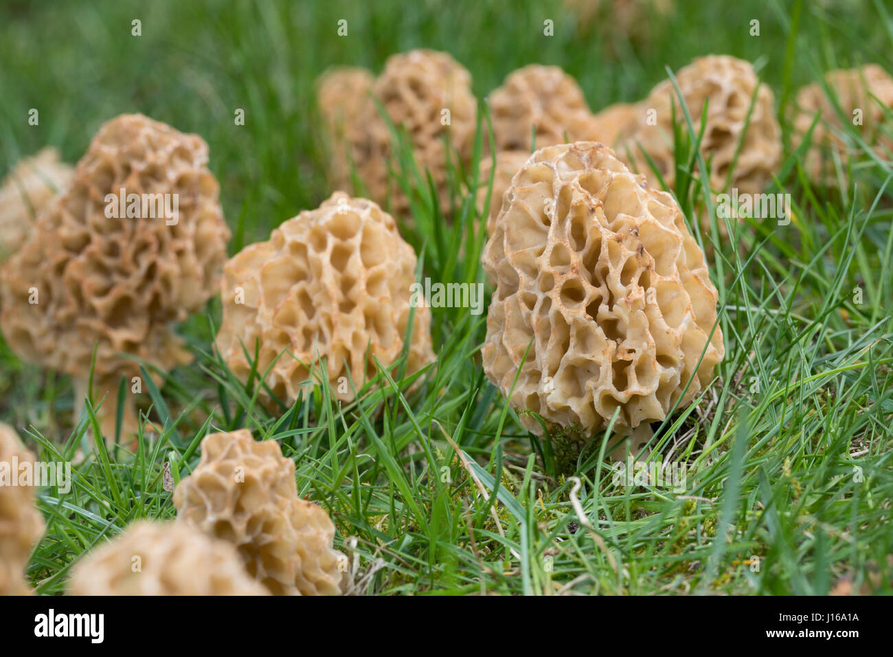 Speisemorchel, Speise-Morchel, Rundmorchel, Rund-Morchel, Morchel ...