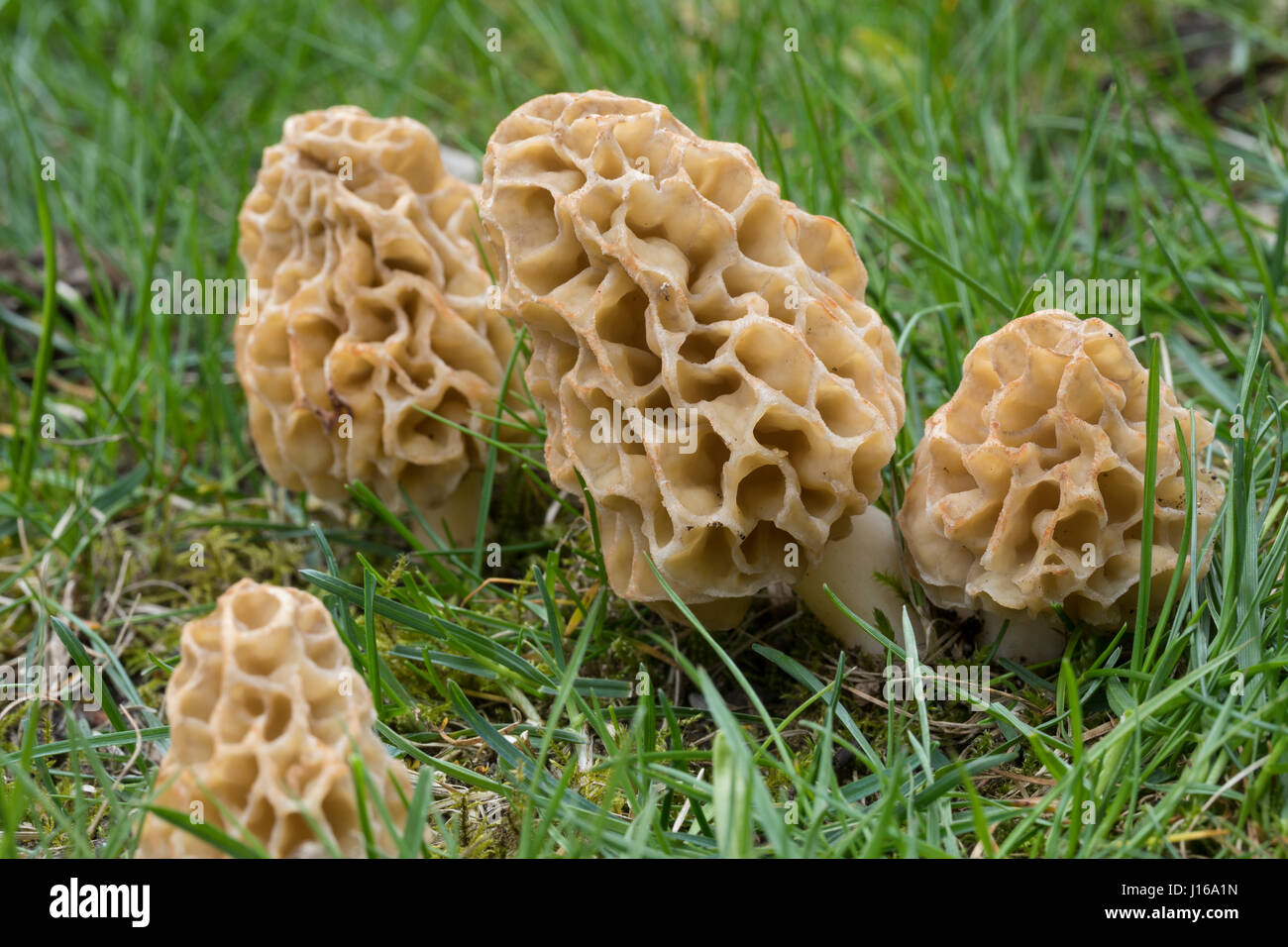 Speisemorchel, Speise-Morchel, Rundmorchel, Rund-Morchel, Morchel ...