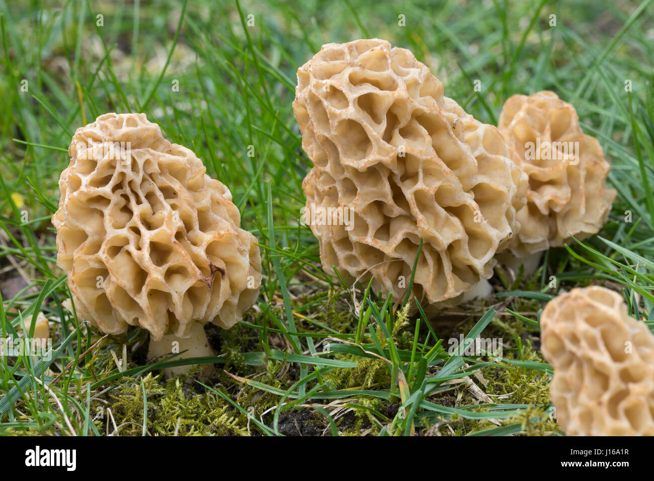 Speise morchel hi-res stock photography and images - Alamy