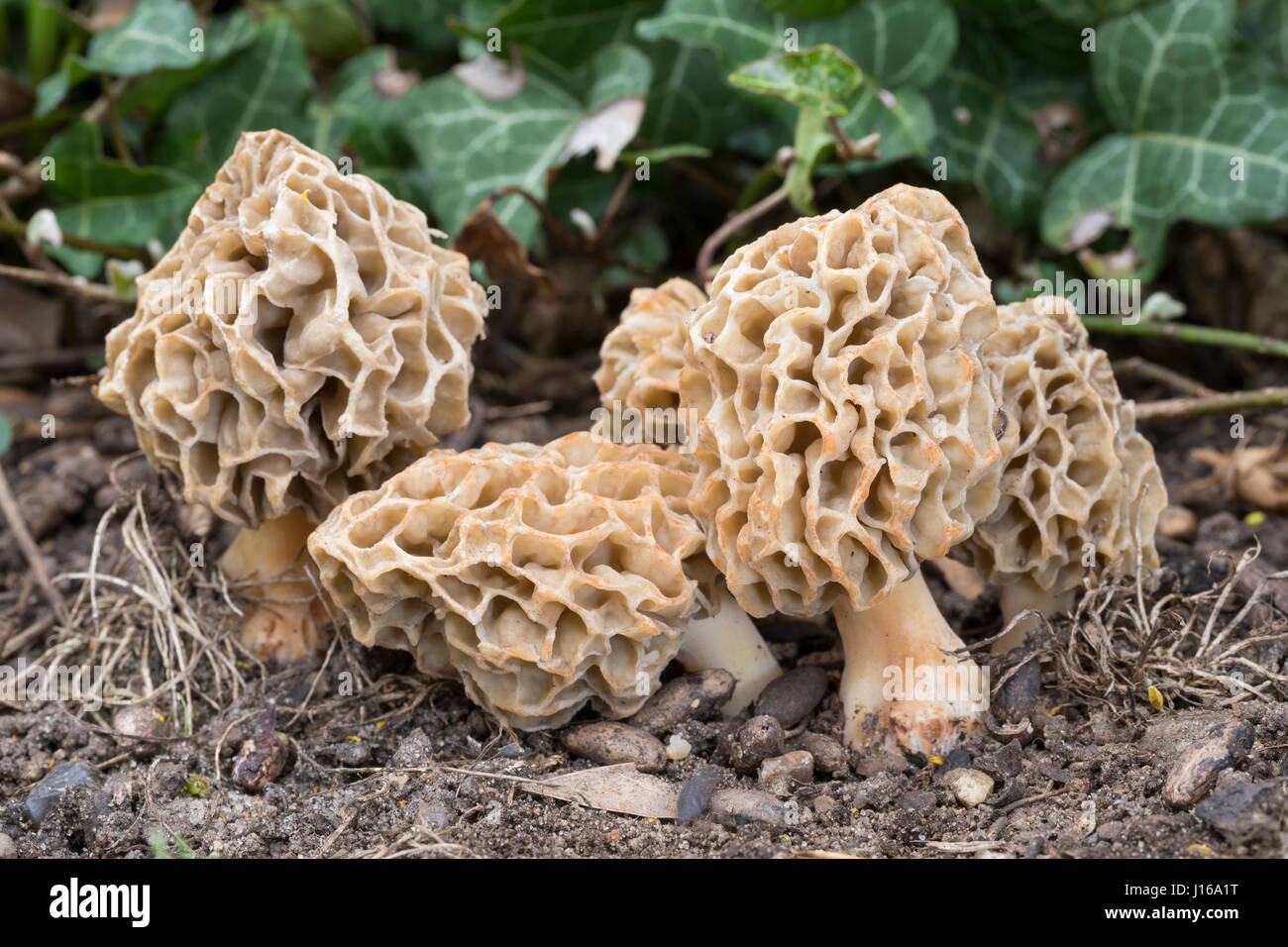 Speisemorchel, Speise-Morchel, Rundmorchel, Rund-Morchel, Morchel ...