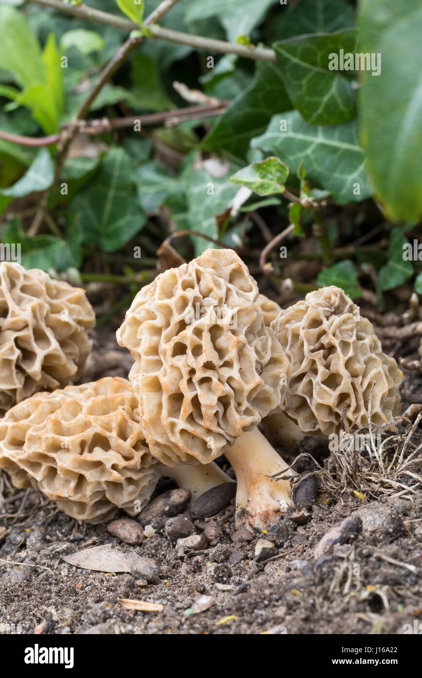 Speise Morchel High Resolution Stock Photography and Images - Alamy