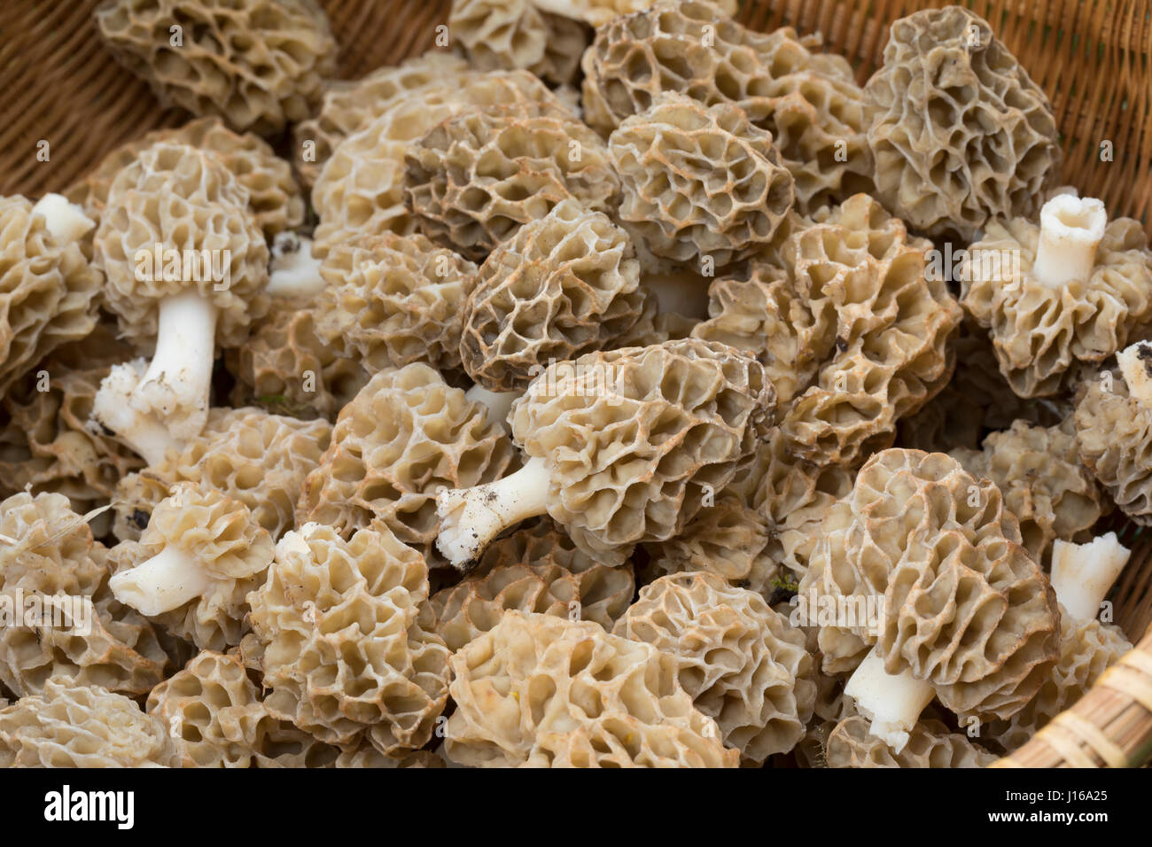 Speisemorchel, Speise-Morchel, Rundmorchel, Rund-Morchel, Morchel ...