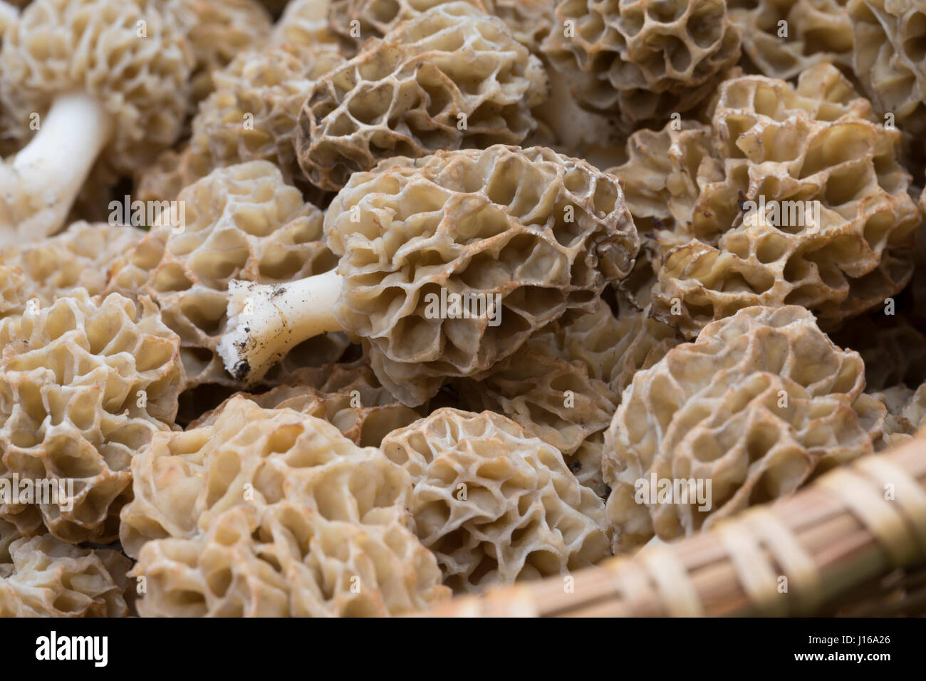 Speisemorchel, Speise-Morchel, Rundmorchel, Rund-Morchel, Morchel ...