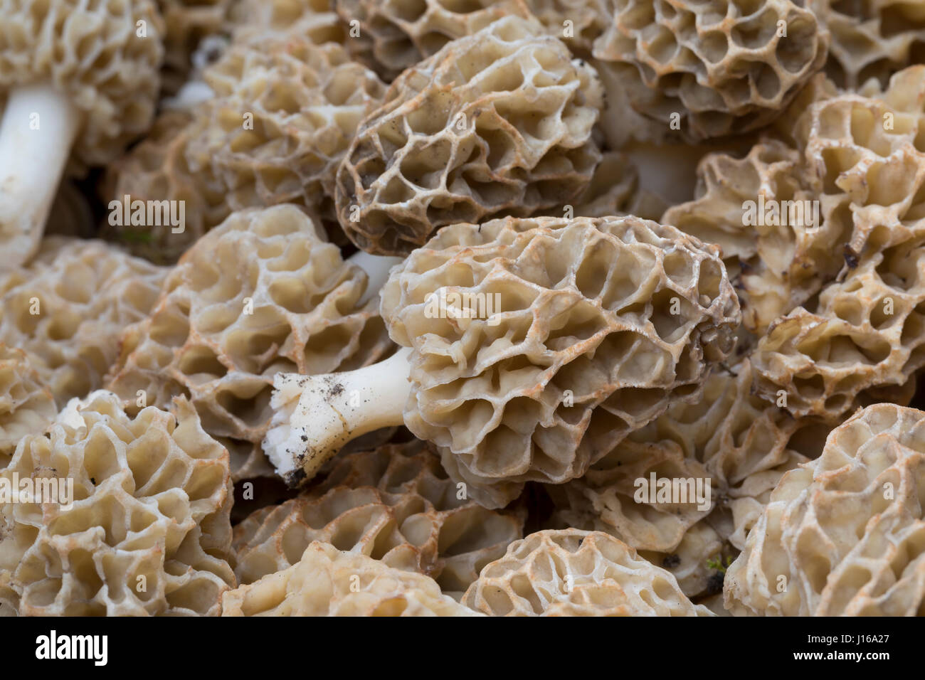 Speisemorchel, Speise-Morchel, Rundmorchel, Rund-Morchel, Morchel ...