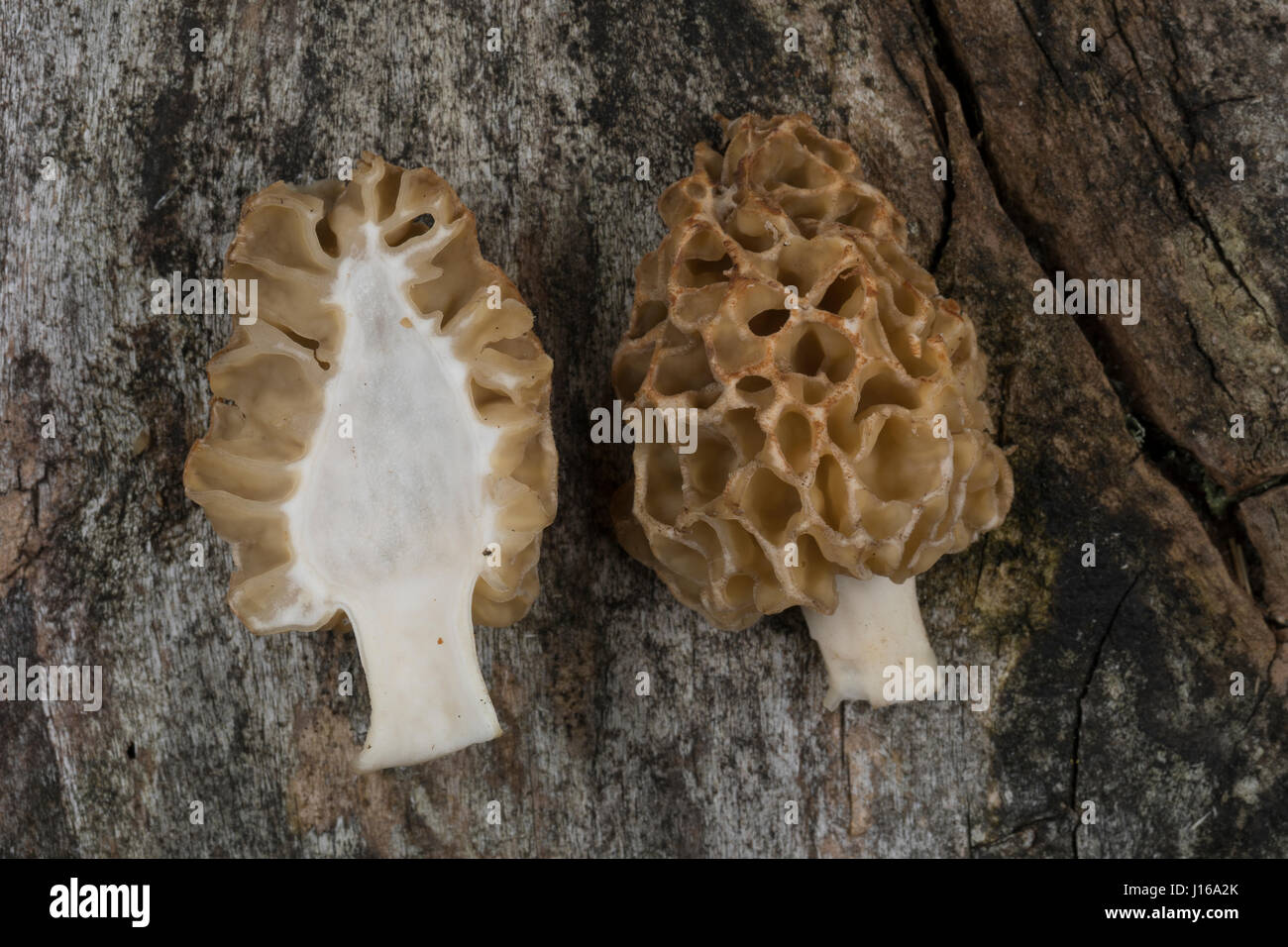 Speisemorchel, Speise-Morchel, Rundmorchel, Rund-Morchel, Morchel ...