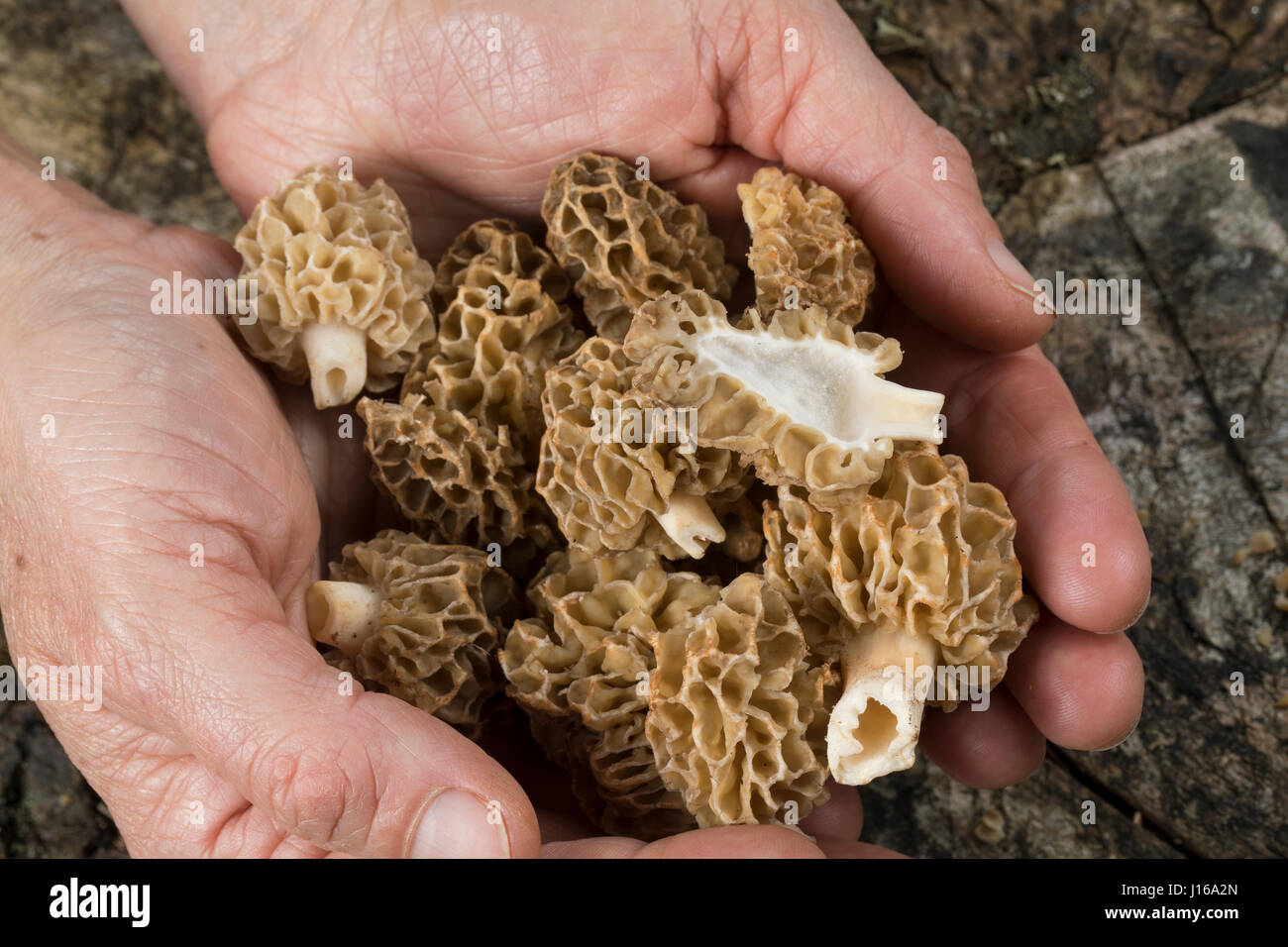 Speisemorchel, Speise-Morchel, Rundmorchel, Rund-Morchel, Morchel ...