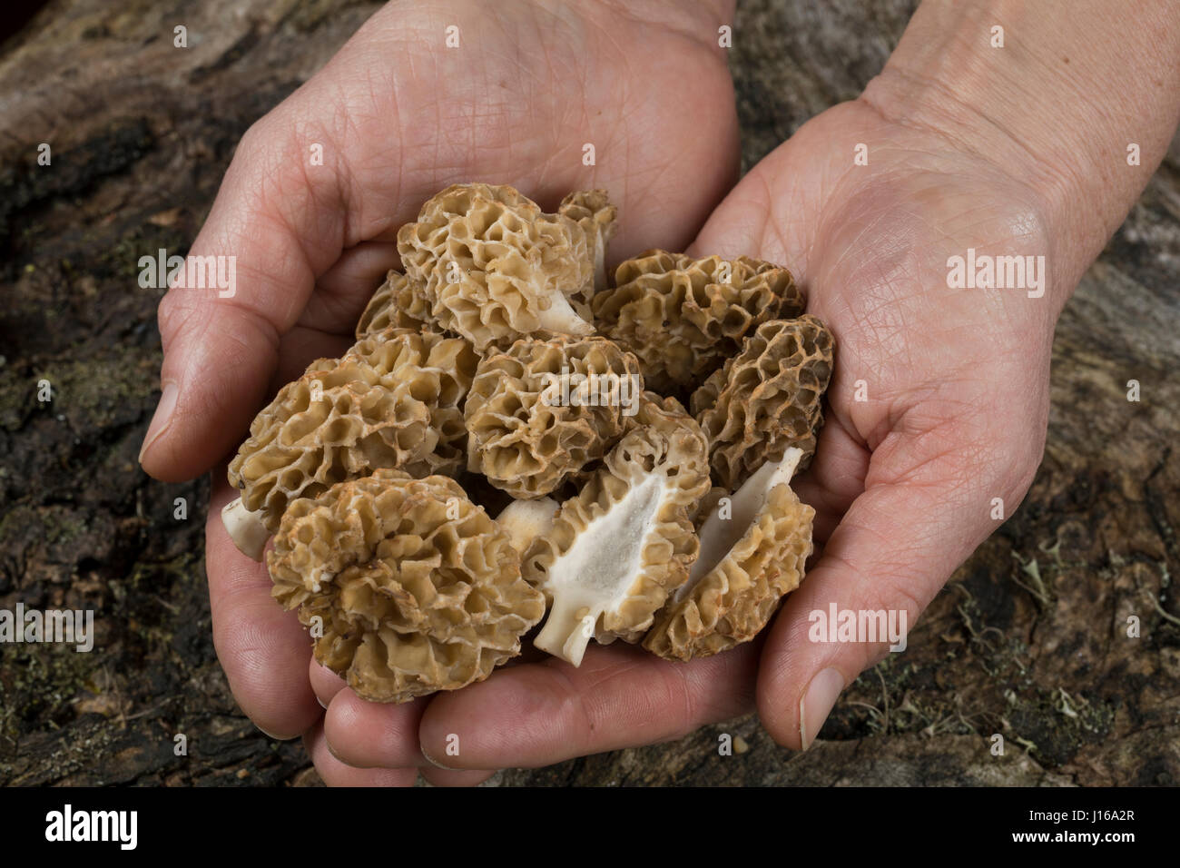 True morels morchella esculenta hi-res stock photography and images - Alamy