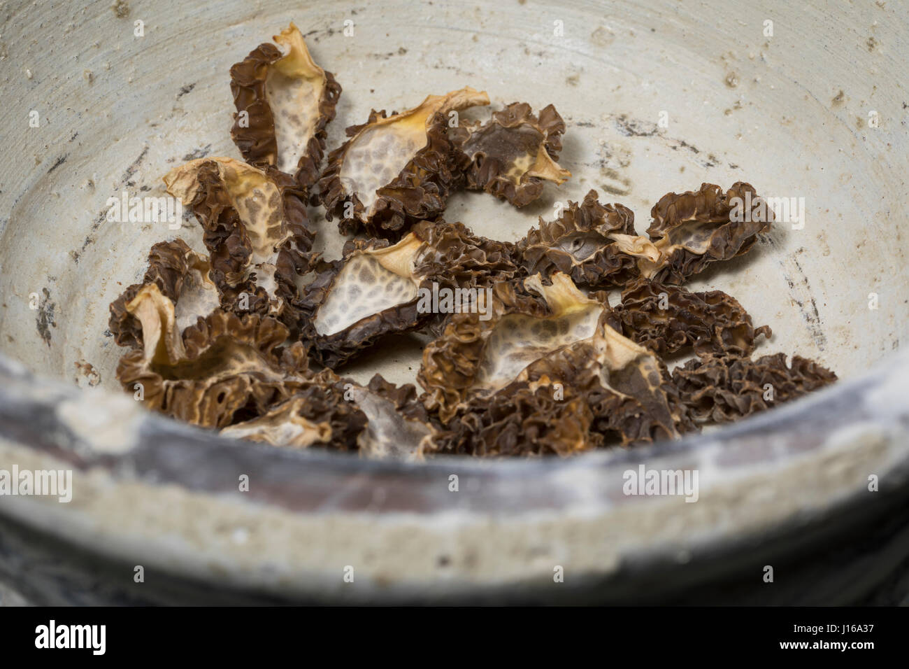 Speisemorchel High Resolution Stock Photography and Images - Alamy
