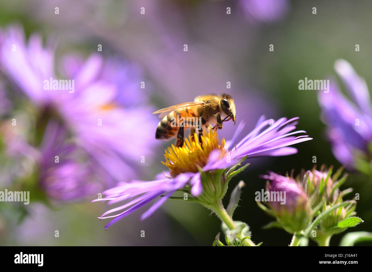 Honeybee collecting nectar Stock Photo - Alamy