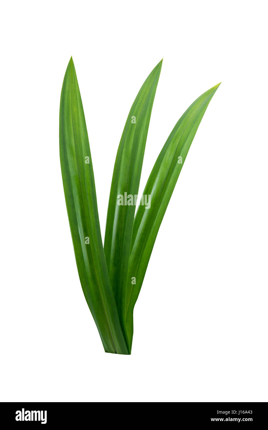 Pandan Leaves isolated on a white background Stock Photo - Alamy