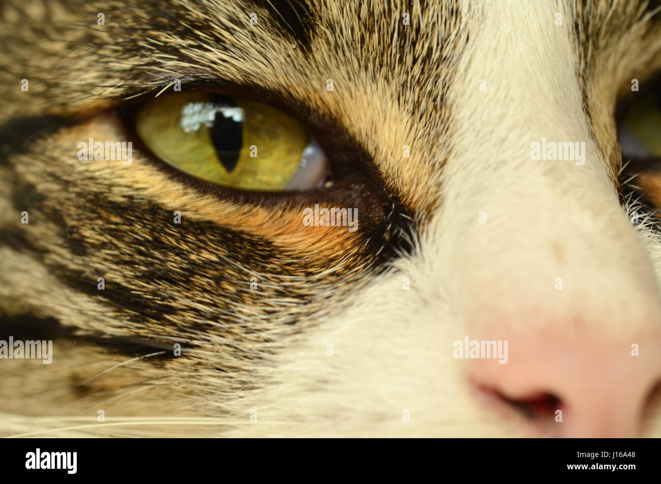 Cat's eye, close up Stock Photo - Alamy