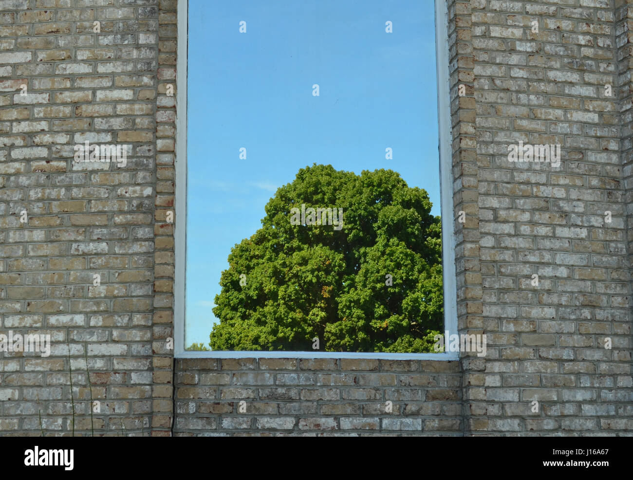 Tree in window hi-res stock photography and images - Alamy
