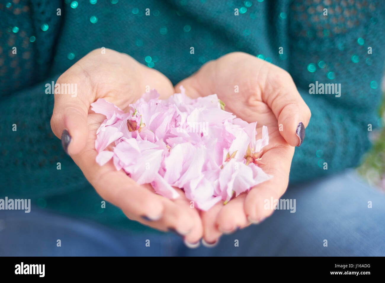 Woman hands with petals Stock Photo - Alamy