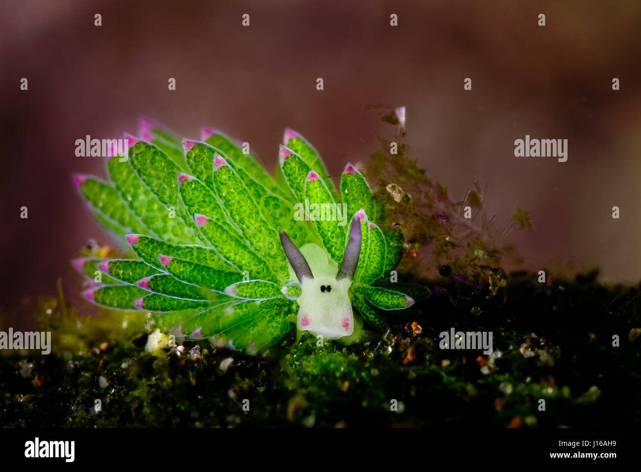 Algae creature High Resolution Stock Photography and Images - Alamy